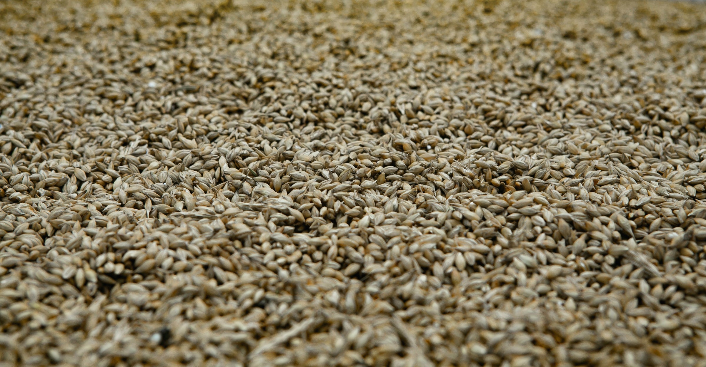 What Is a Mash Bill? 4-Grain & Other Combinations | Four Branches ...